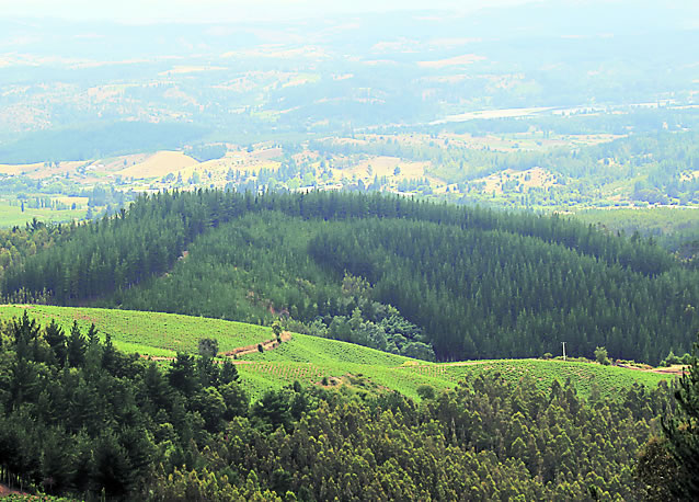 Valle del Itata reúne a mejores sommeliers de Chile por tres días