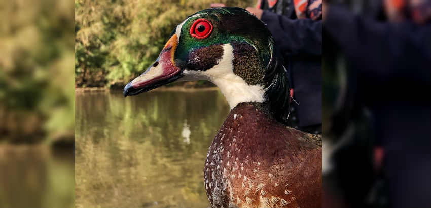 Laguna de Los Patos de la UdeC cuenta con 11 nuevos ejemplares