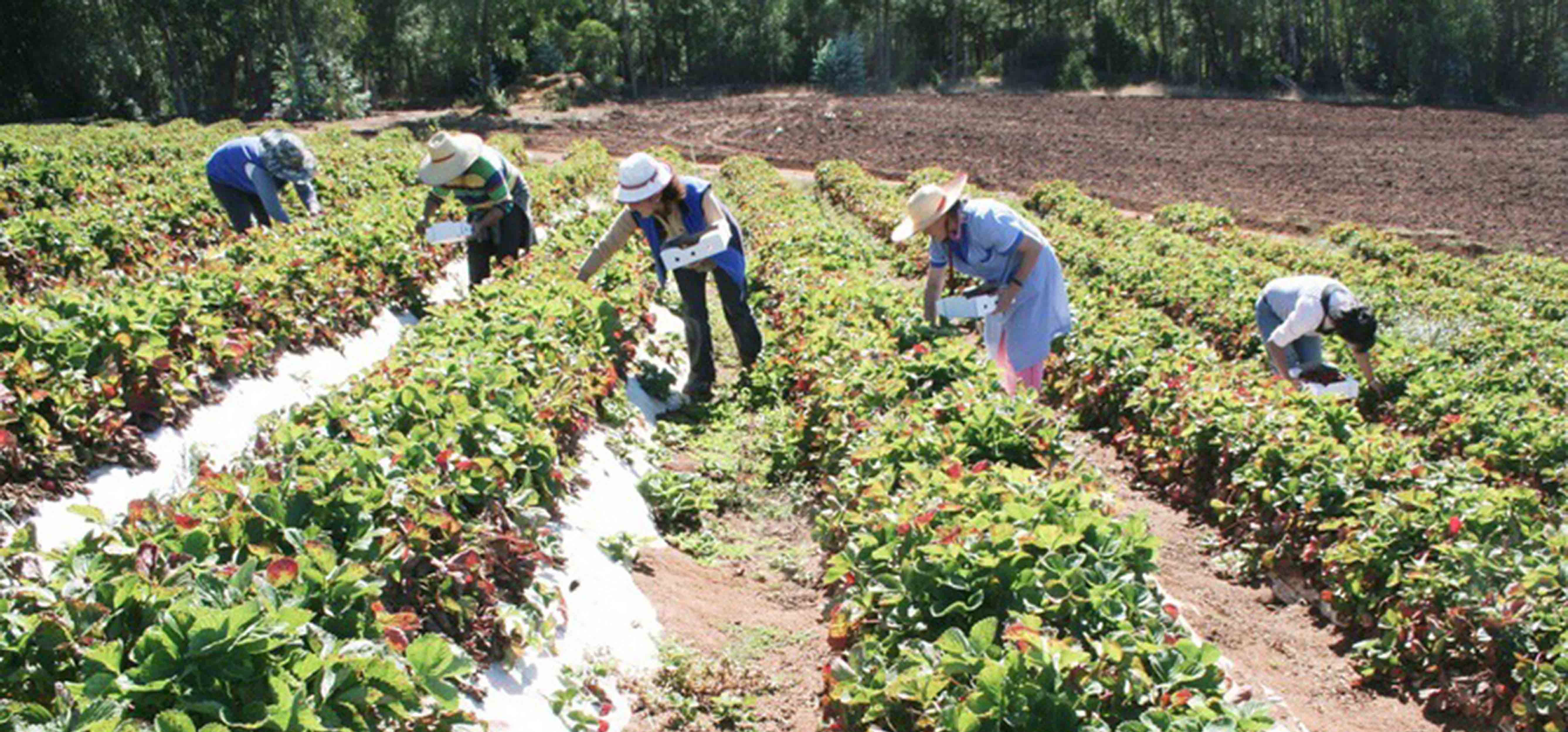 Indap Apoyará Con 20 Mil Millones A Pequeños Agricultores Por Crisis