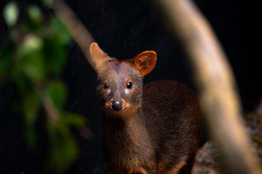 SAG Bío Bío devuelve a su hábitat a tierno pudú