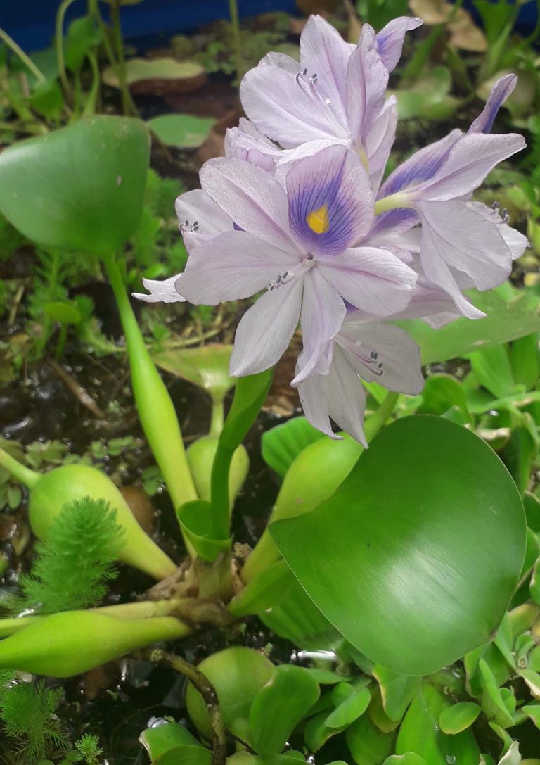 ¿Cómo son las plantas que viven en ríos y lagunas de Chile? Corma las ...