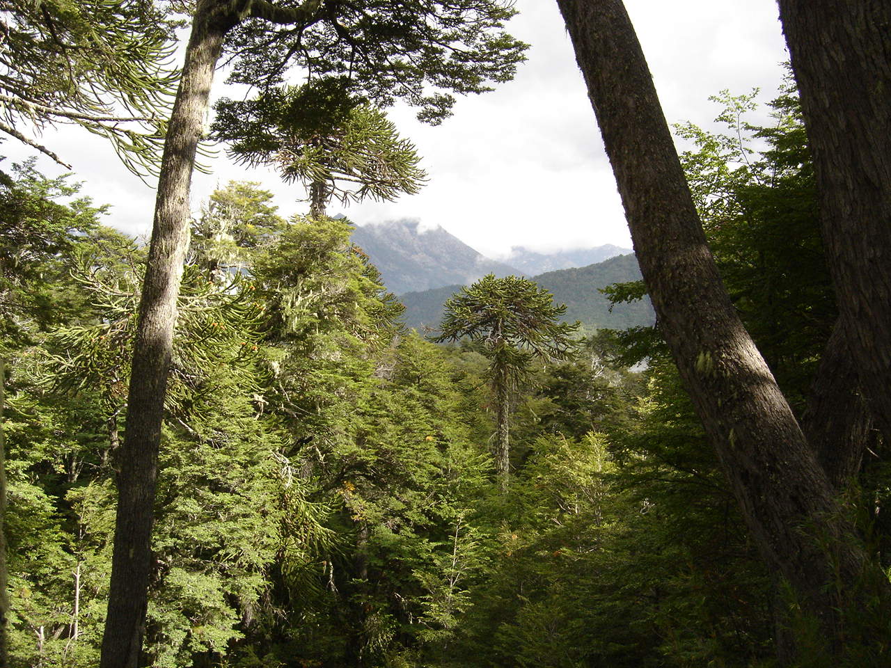 Libro del Infor propone avanzar hacia una nueva gobernanza para el ...