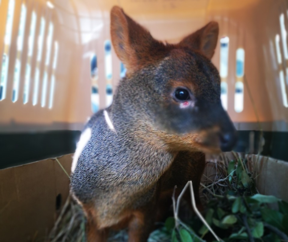 Sag Biobío Libera Ejemplares De Fauna Silvestre En Distintas Zonas De