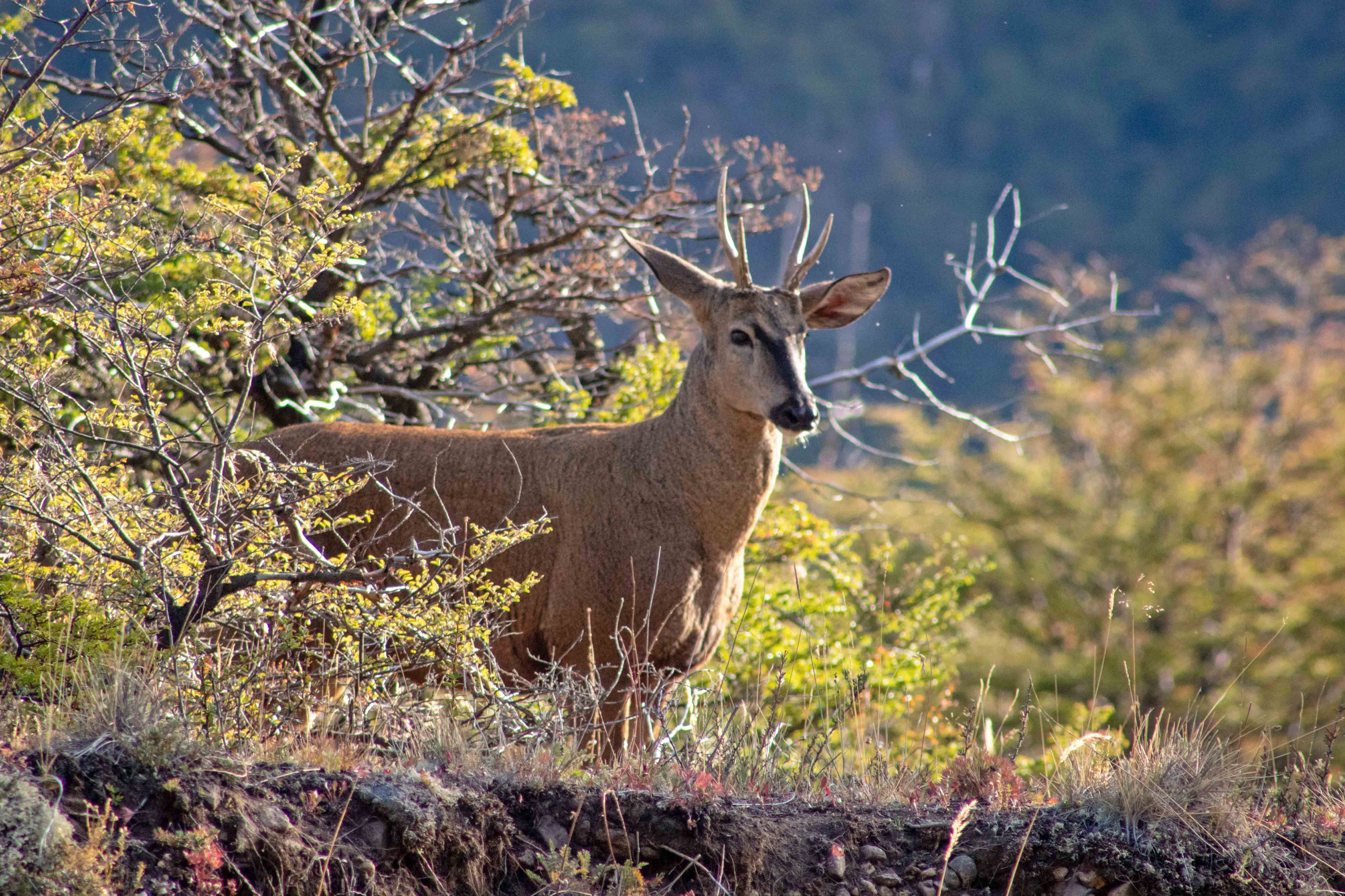 Conservar la flora y fauna para resguardar el bienestar humano