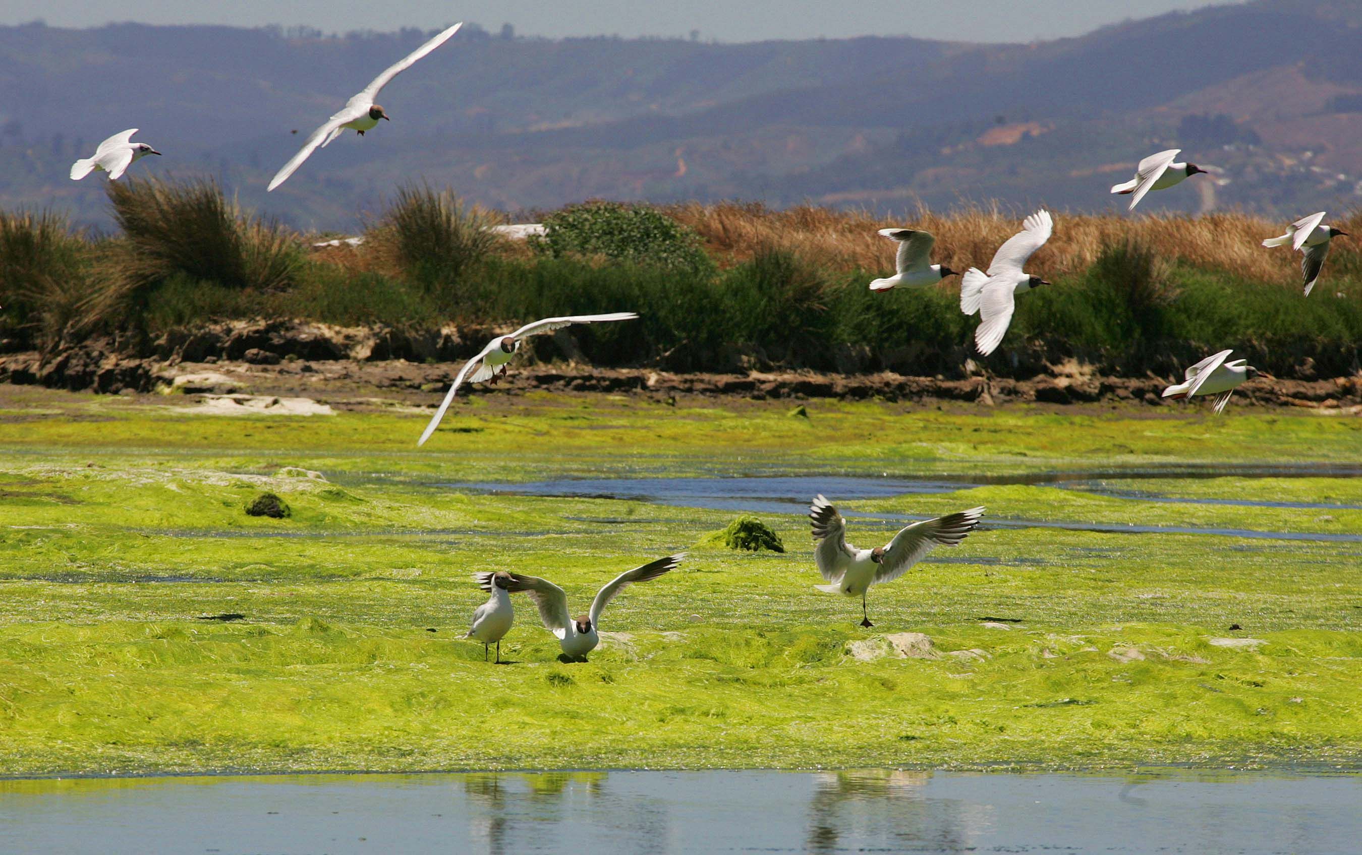 Aves migratorias: papel local dentro de una conexión global