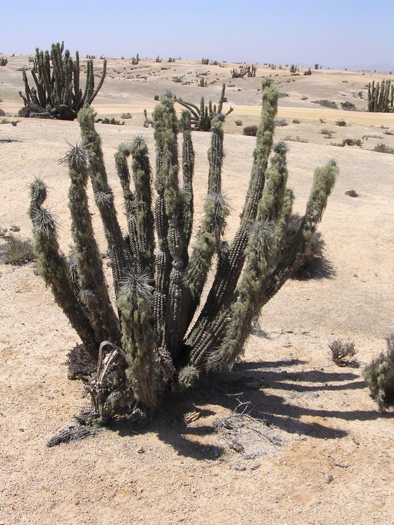 Estudio UdeC mejora saberes sobre cactus chilenos para aportar a su ...