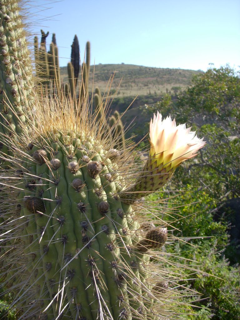 Estudio UdeC mejora saberes sobre cactus chilenos para aportar a su ...