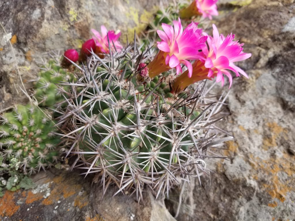 Estudio UdeC mejora saberes sobre cactus chilenos para aportar a su ...