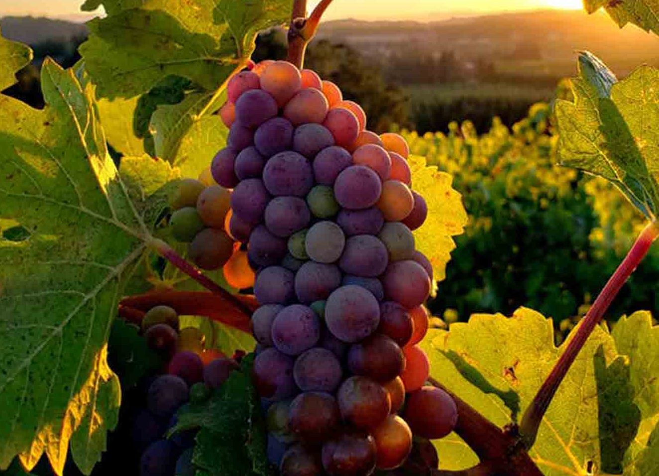 Biobío es séptimo productor nacional de vino y cuenta con 2 mil ...