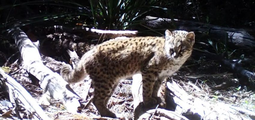 Conoce cómo ayudar a animales silvestres afectados por los incendios ...