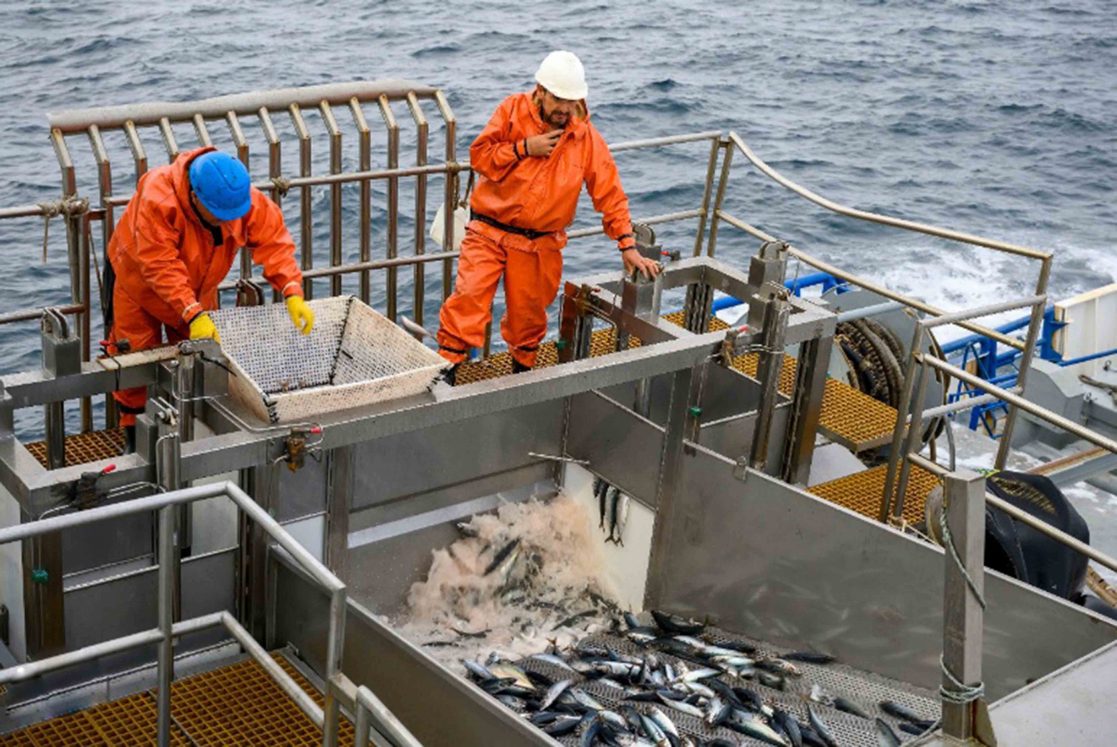 Desembarque de pesca regional presenta contracción tras dos años de alza