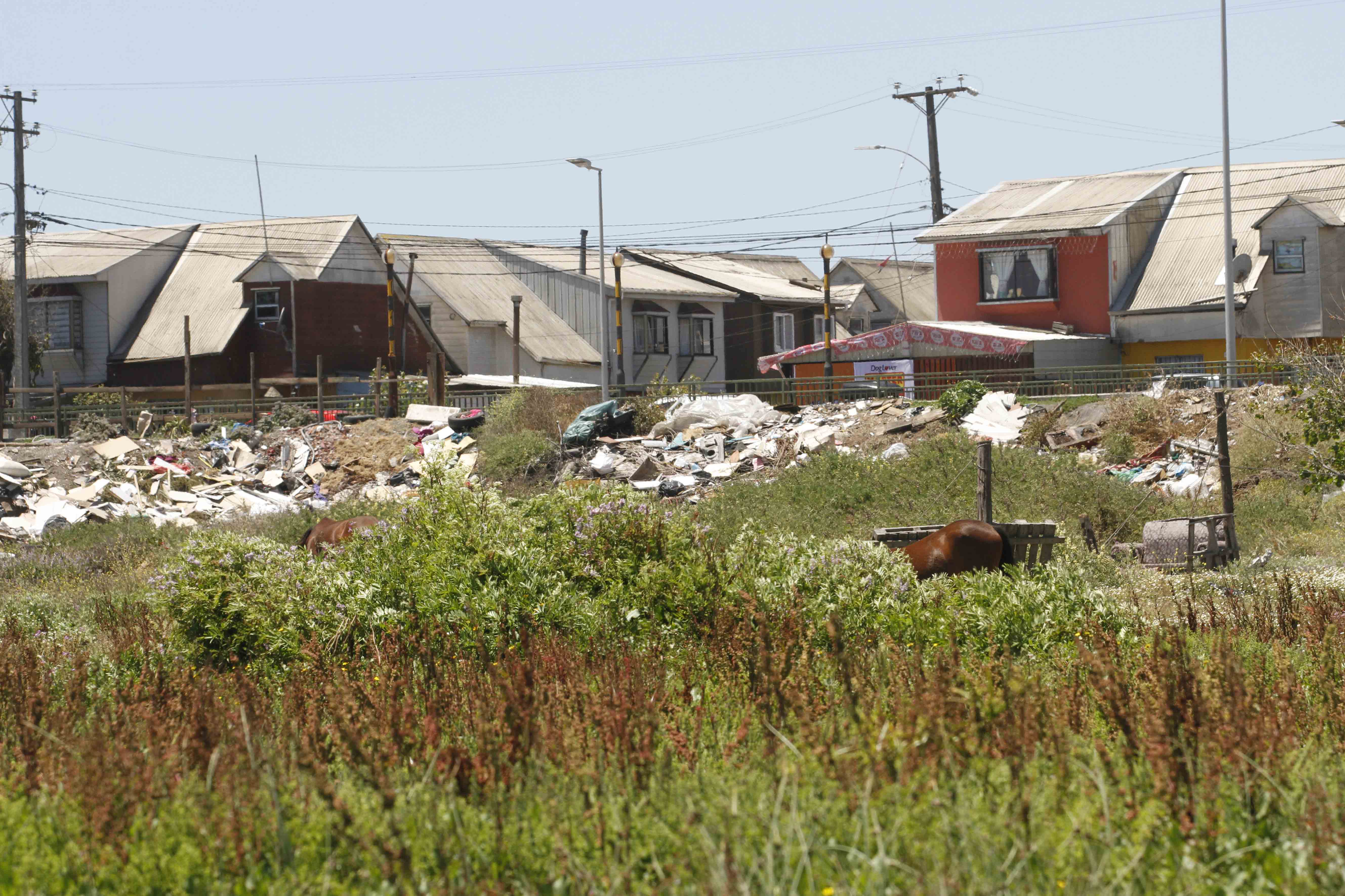 Basurales en San Pedro de la Paz amenazan humedal Laguna Costera
