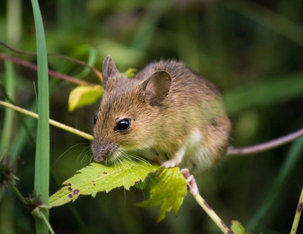 Llaman a tomar precauciones frente al Hanta por el aumento de vegetación