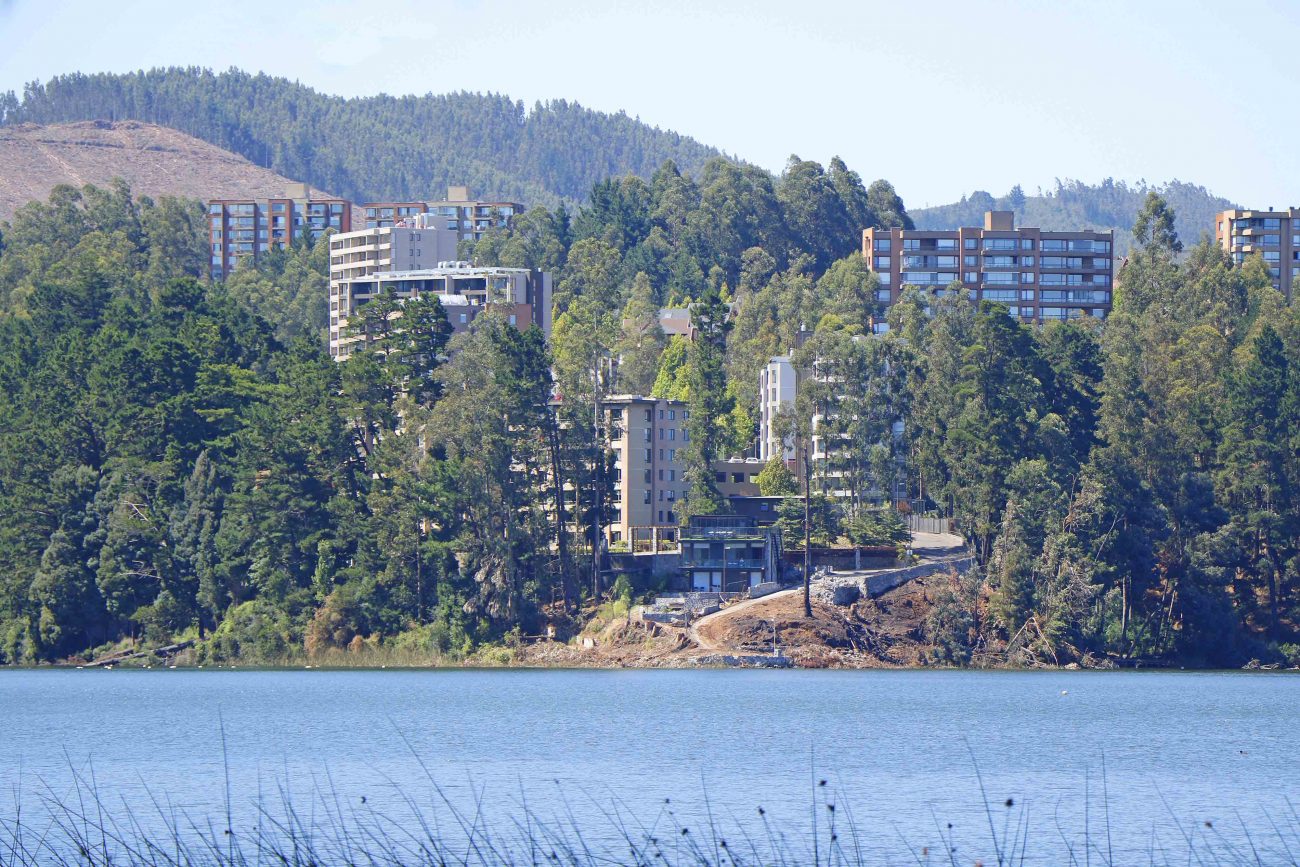 Tala de árboles en Santuario de la Naturaleza genera controversia en la comunidad