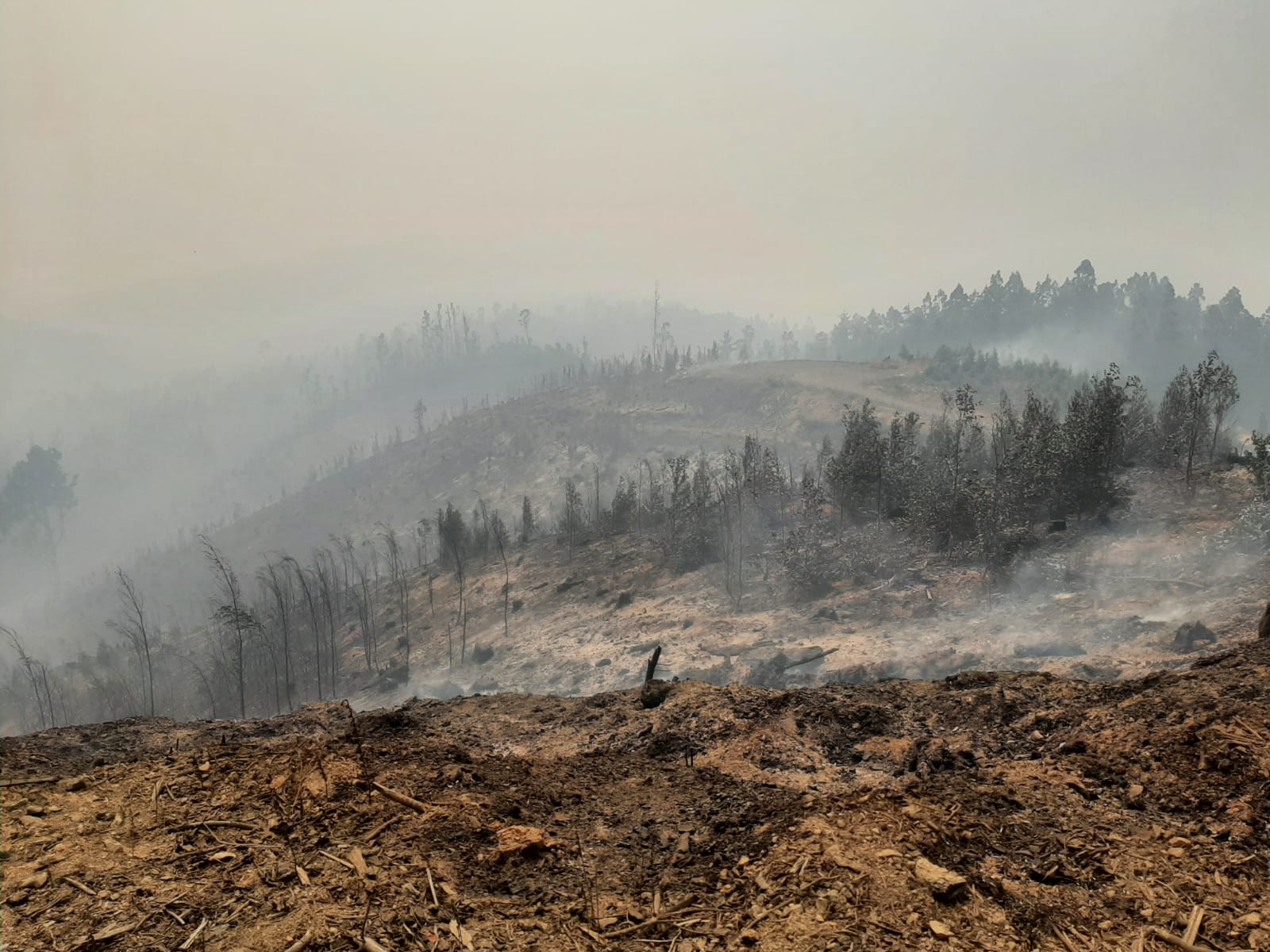 Declaran Alerta Amarilla Por Incendio Forestal En Quillón