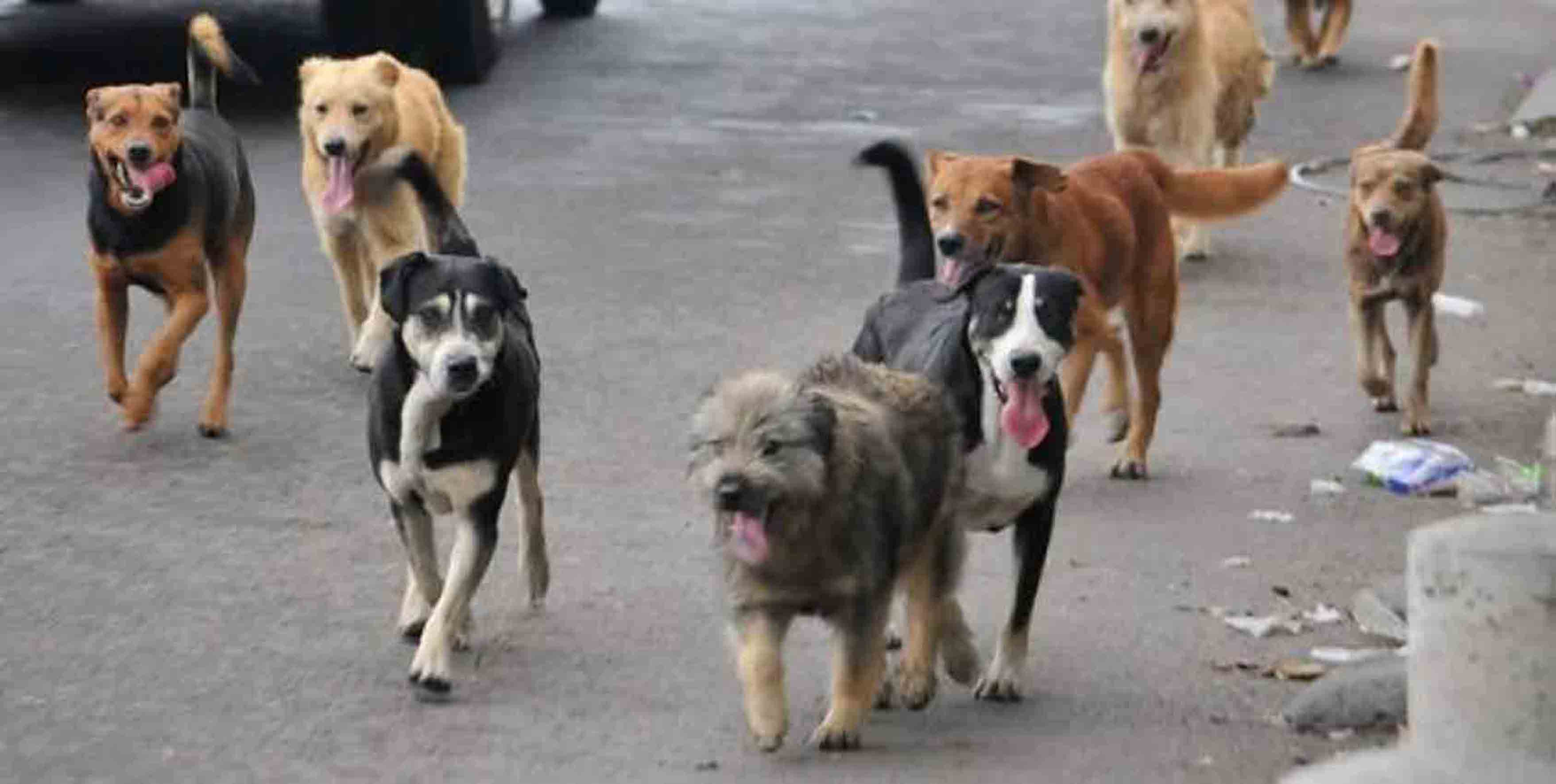 Concepción: cerca de 8 mil perros mestizos están debidamente inscritos ...