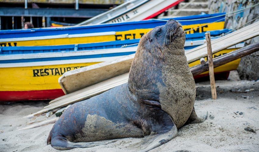 Sernapesca retira los lobos marinos muertos que vararon en Isla Santa María