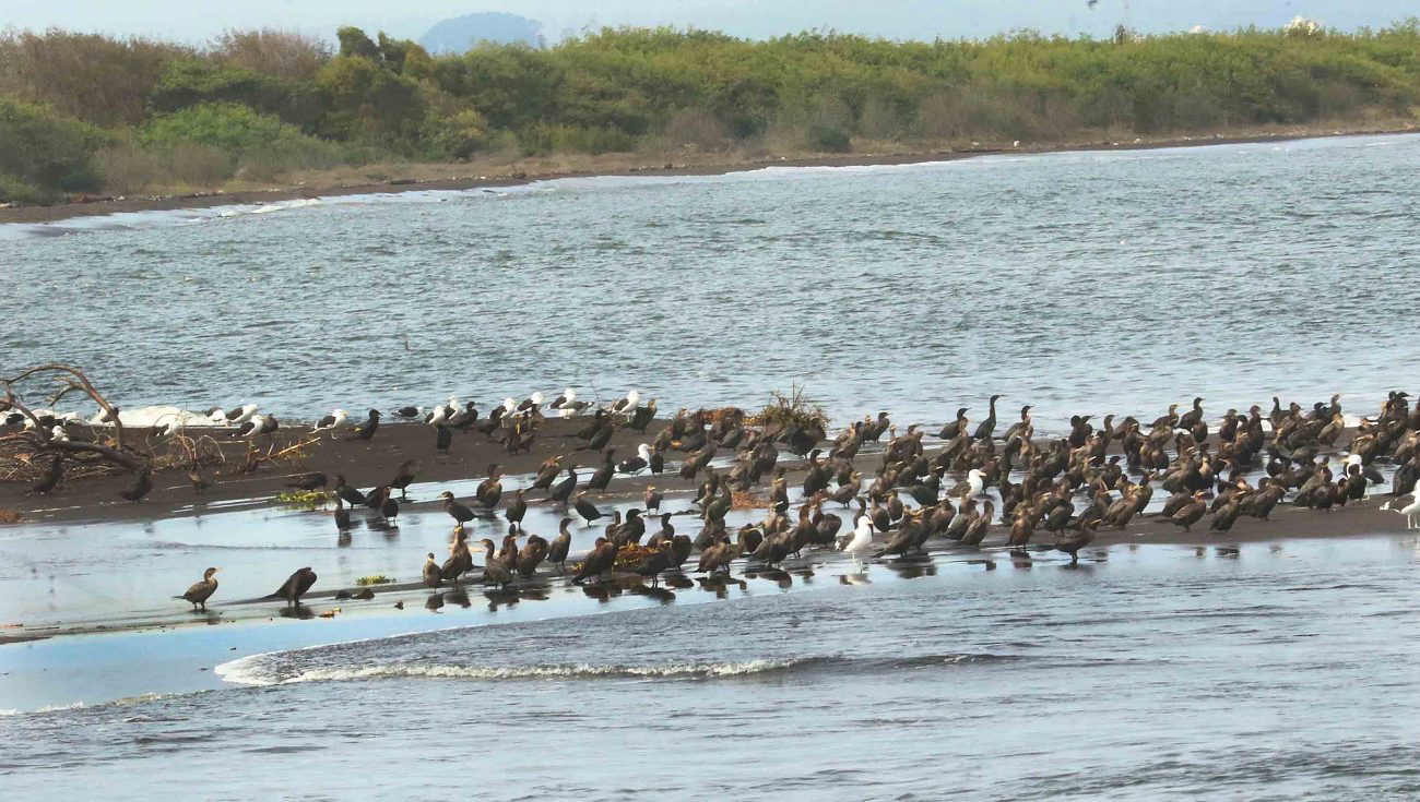 Biobío es la segunda región del país con más humedales urbanos declarados el último año