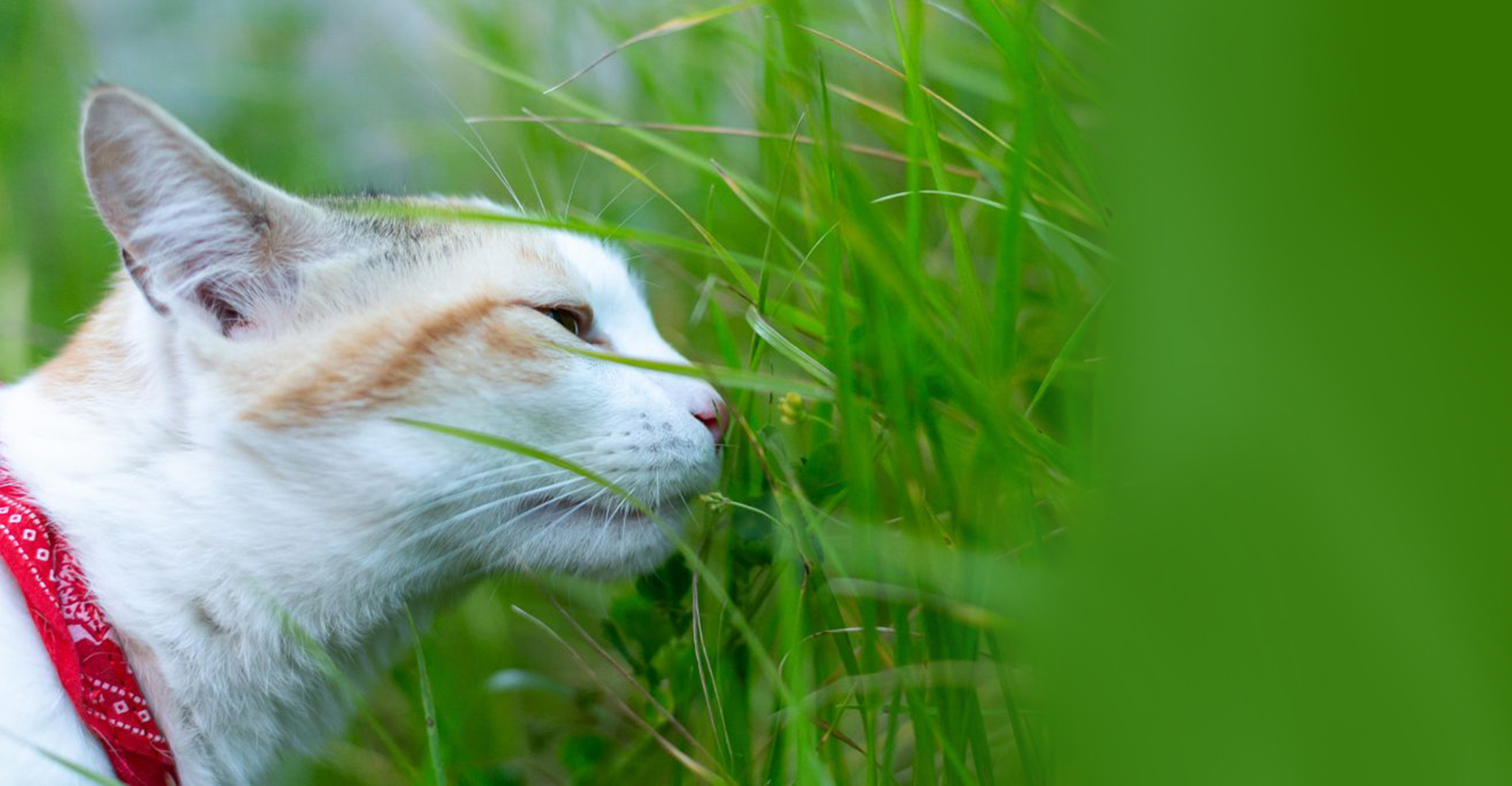“Hay que mantener a las mascotas en casa”: especialista sobre el hongo ...