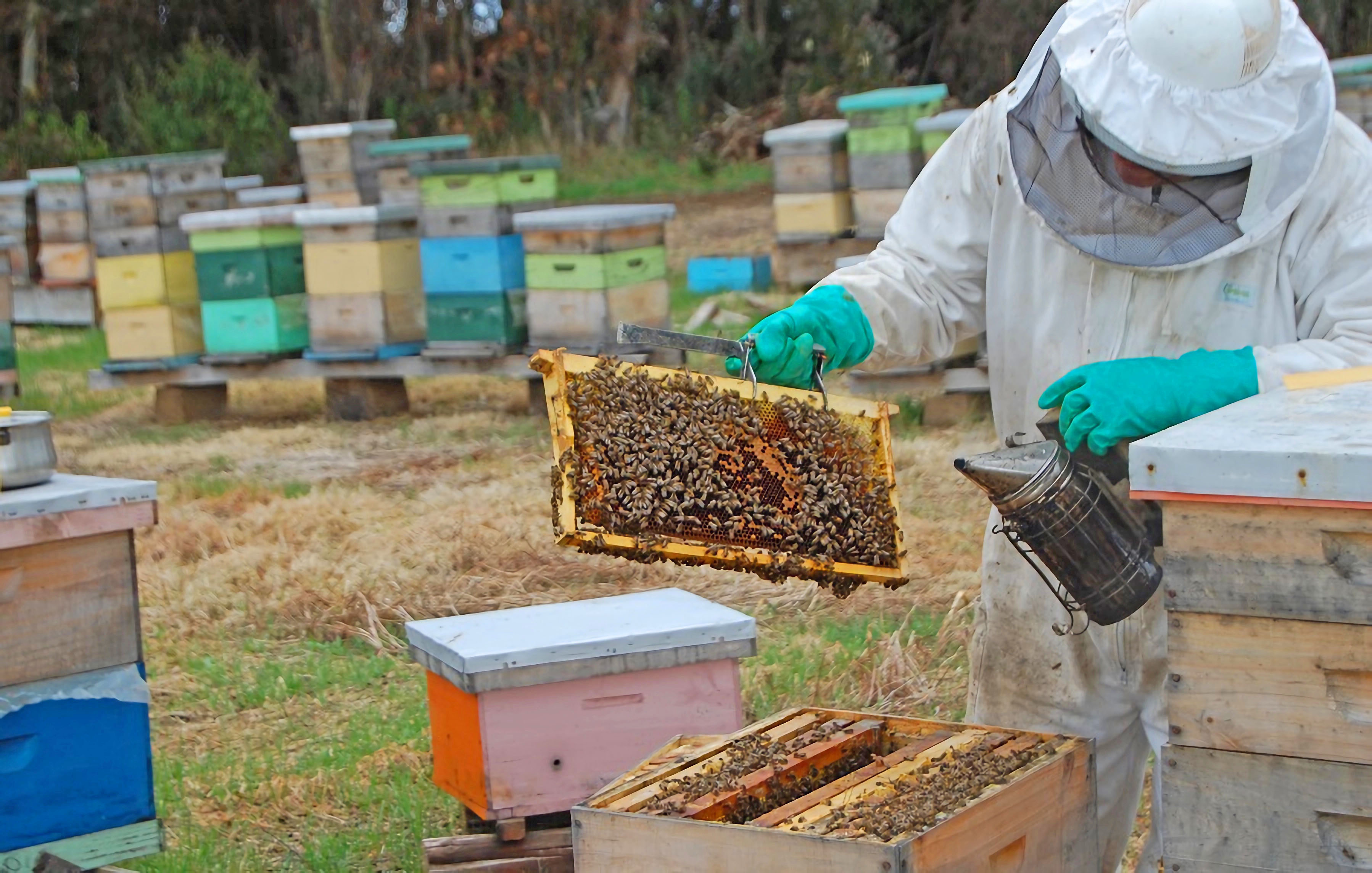 Sector apícola diversifica exportación: apuestan por propóleo y ...