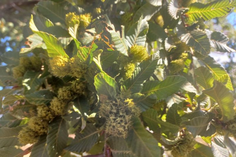 Usando sus propios microorganismos: proyecto busca mejorar germinación ...