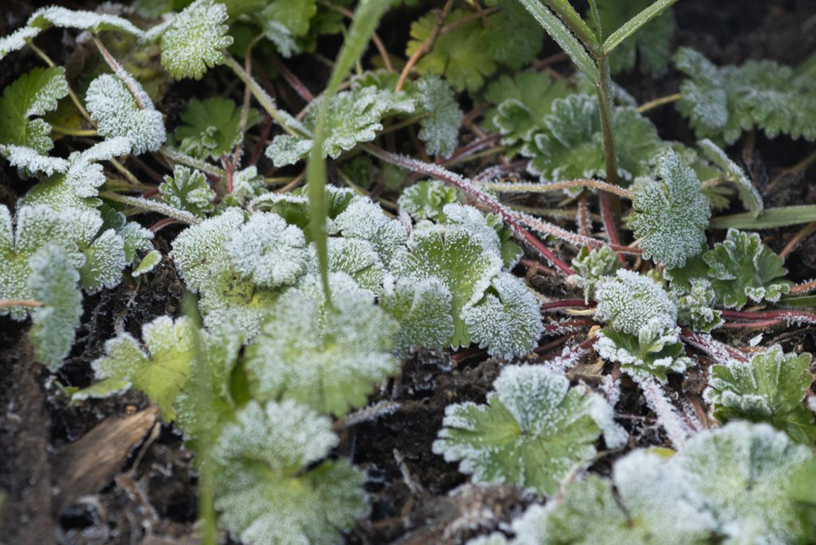 Cuidado de plantas durante el frío extremo: expertas entregan consejos ...