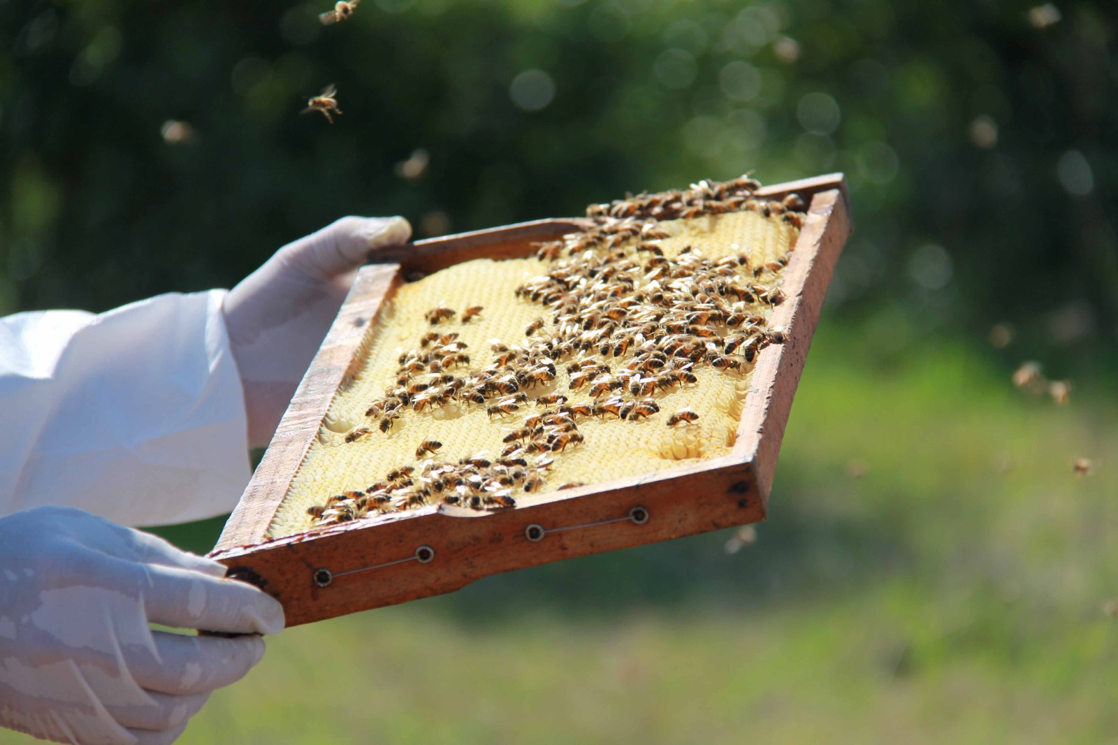 Llaman a apicultores/as del Biobío a registrarse y a declarar sus apiarios hasta el 30 de octubre