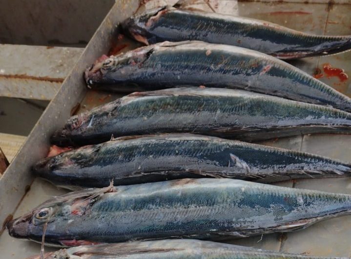 Comienza temporada de captura de jurel chino en las costas de la Región ...