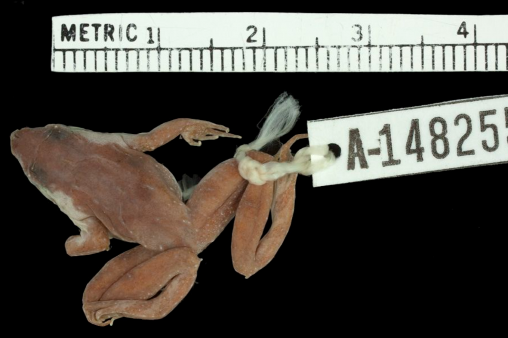 Buscan a la “hermana perdida” de la Ranita de Darwin