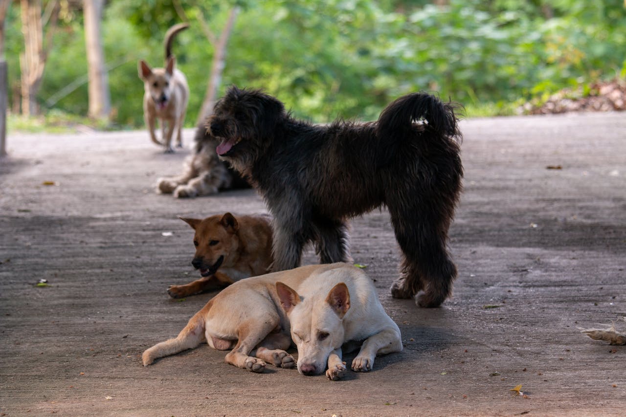 Jaurías de perros y mordeduras: especialista explica riesgos por ...