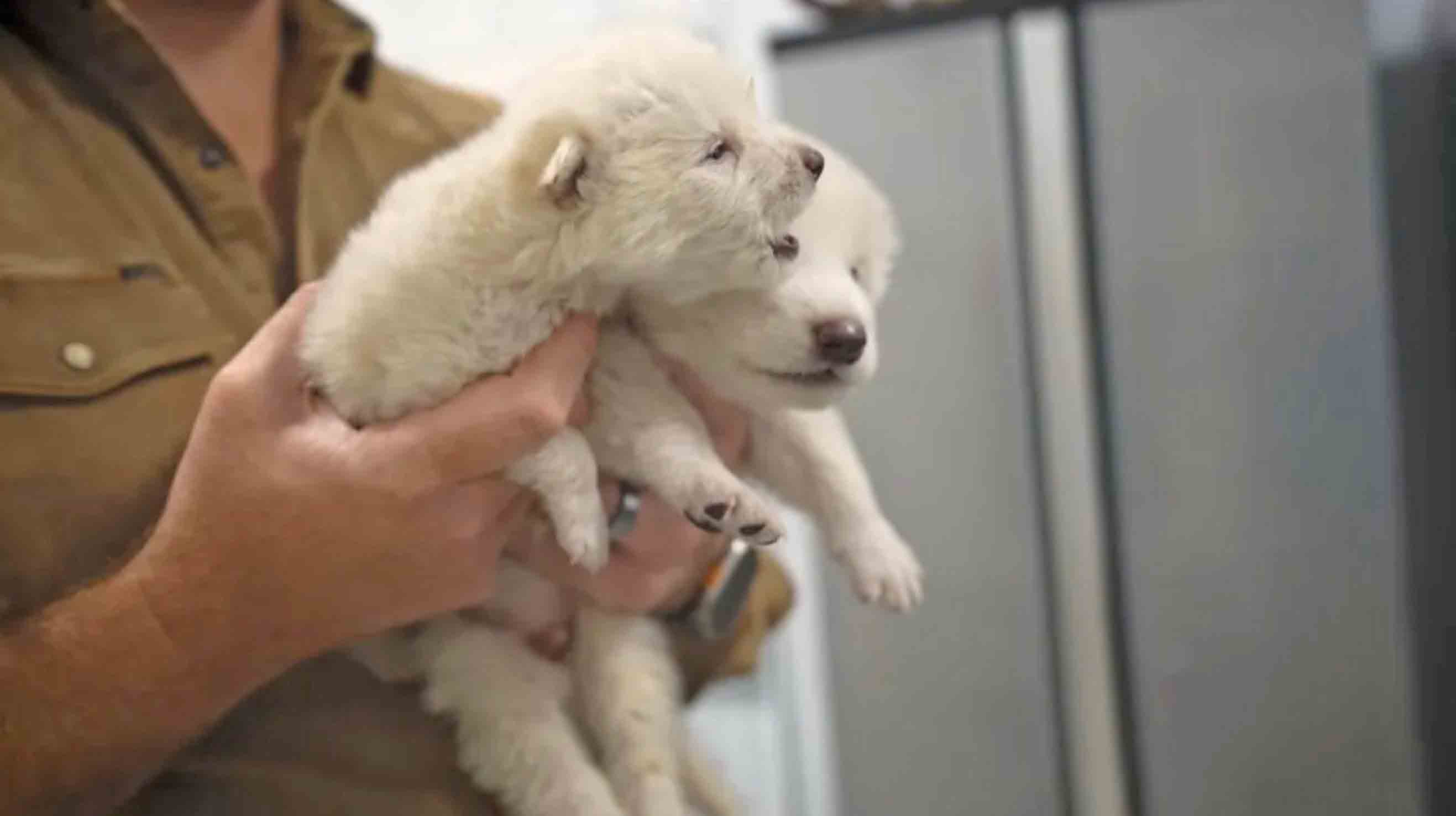 ¿Des-extinguir un animal?: impensados hitos científicos, nuevos dilemas ...