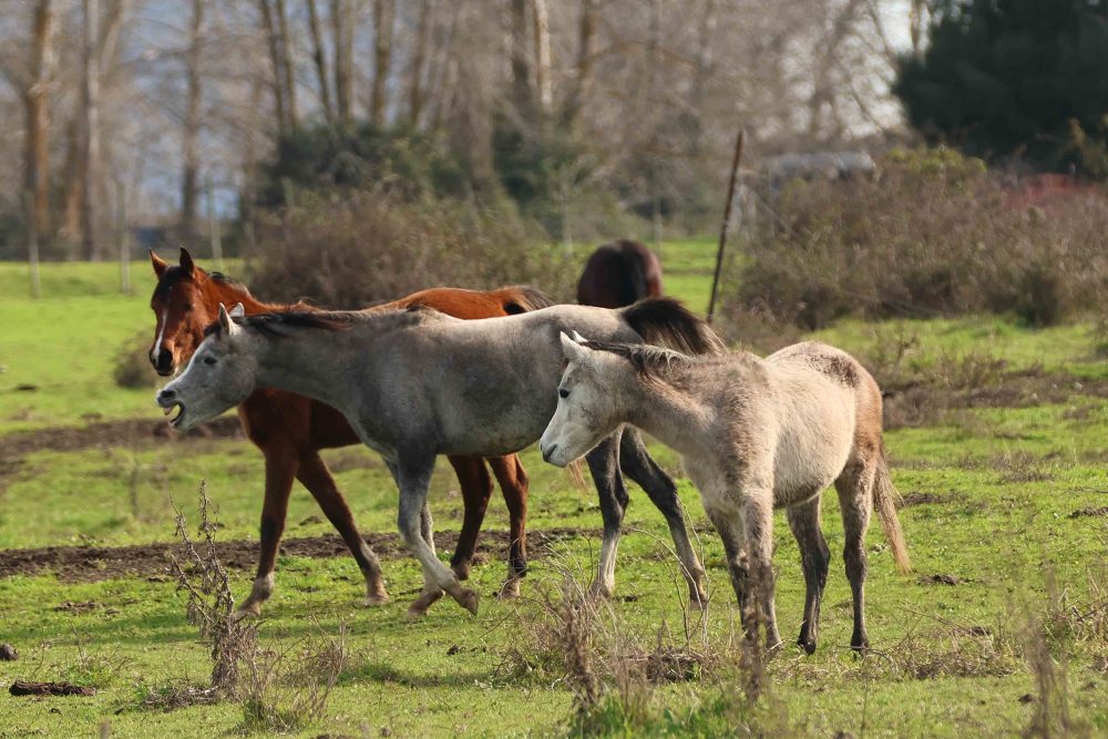 Anemia Infecciosa Equina en el Biobío: SAG detectó 20 casos en los ...