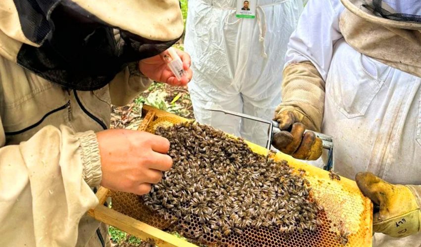 Industria apícola: coincide en necesidad de crear un Registro Nacional ...