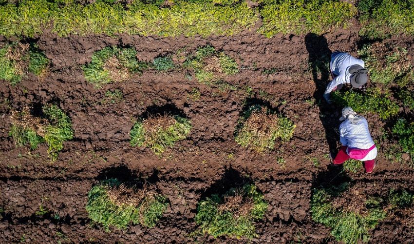 Se abren las postulaciones al Premio Mujer del Agro Mónica Gebert 2025