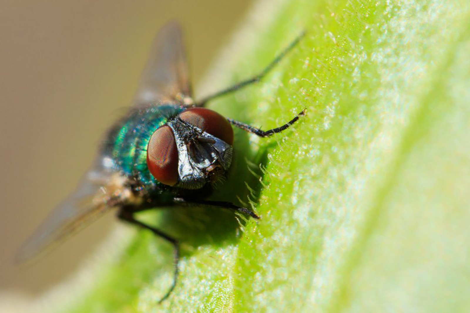 Estudios con moscas realizados en la UdeC muestran potencial de ...