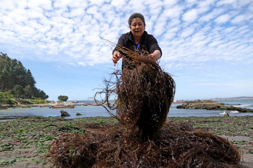 Caleta Lenga: recolectora de algas mantiene vivo el vínculo con el mar