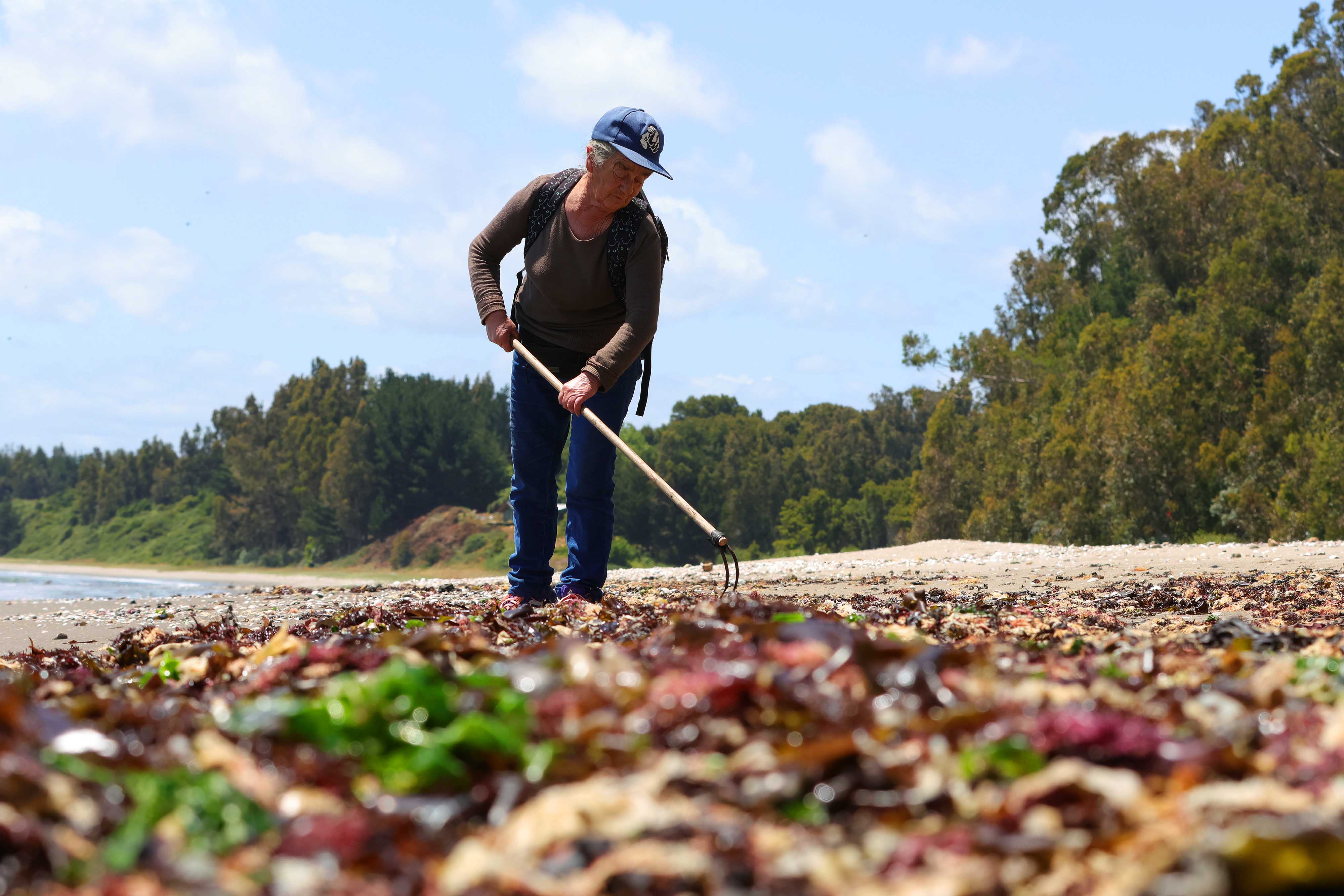 En Tubul la recolección de orilla sobrevive con la luga