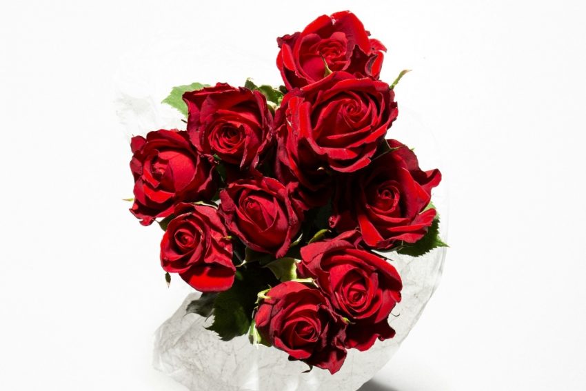 ¿Cómo elegir una florería en Concepción para comprar rosas rojas?