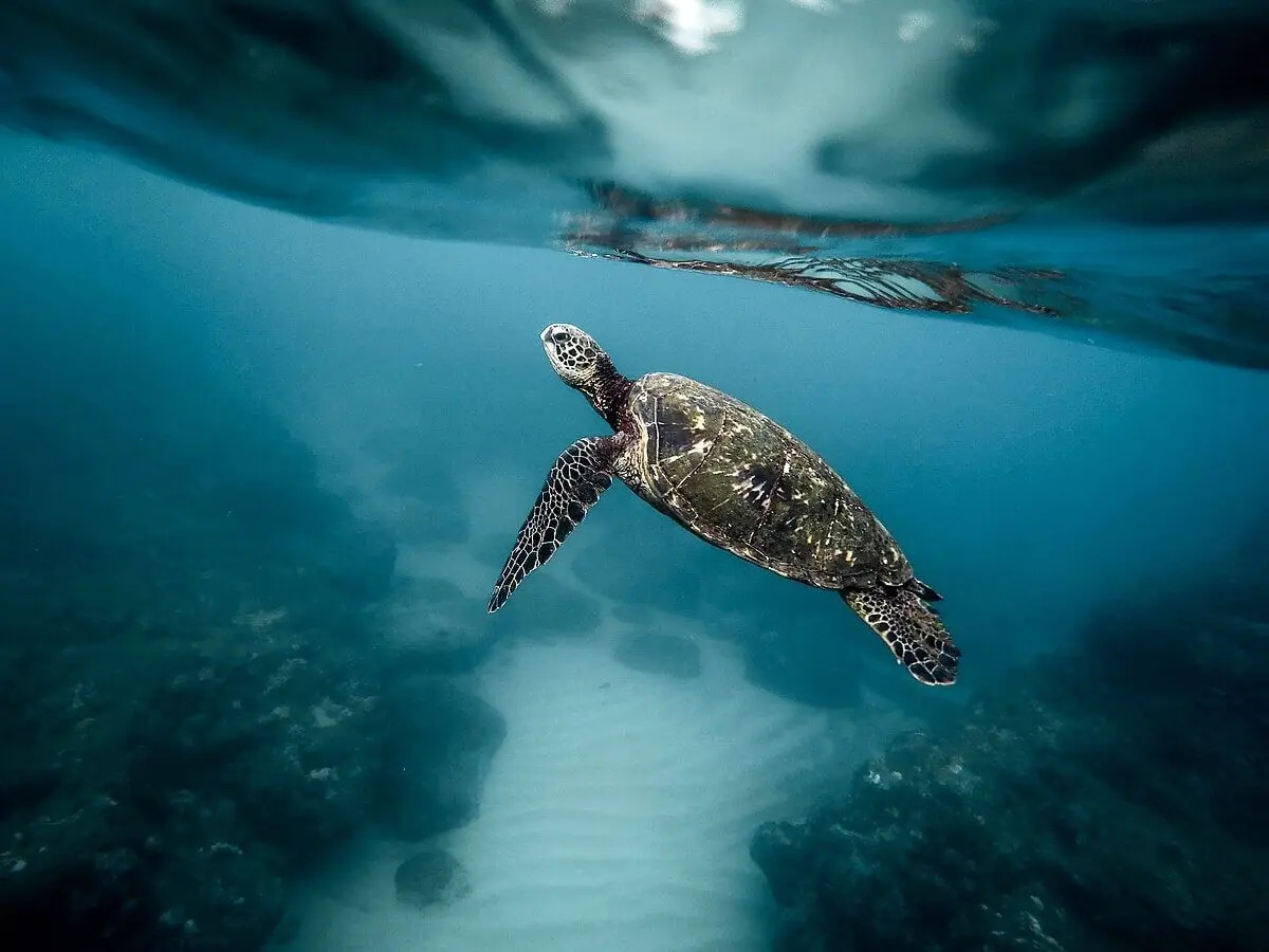 Día Mundial de las Tortugas Marinas: el vital rol de las costas ...
