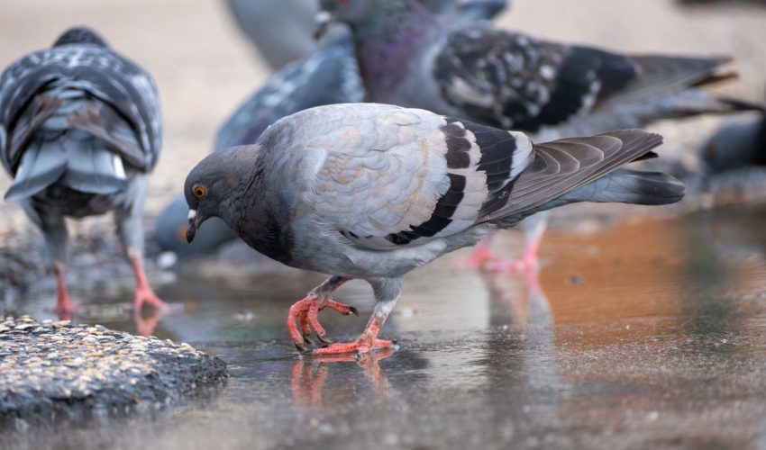 Concepción despliega campaña para reducir población de palomas y ...
